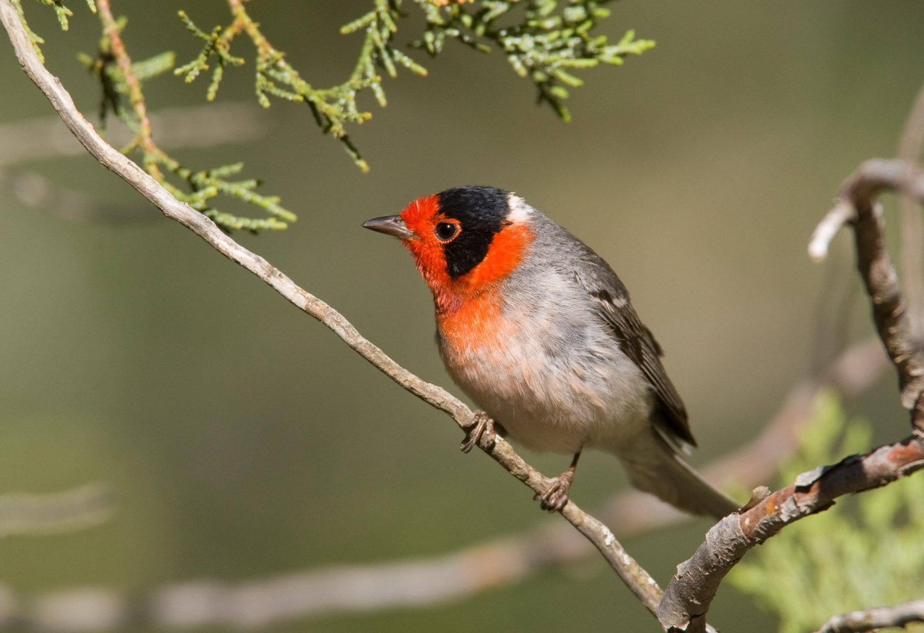 Biologists uncover a possible connection between three birds’ evolution